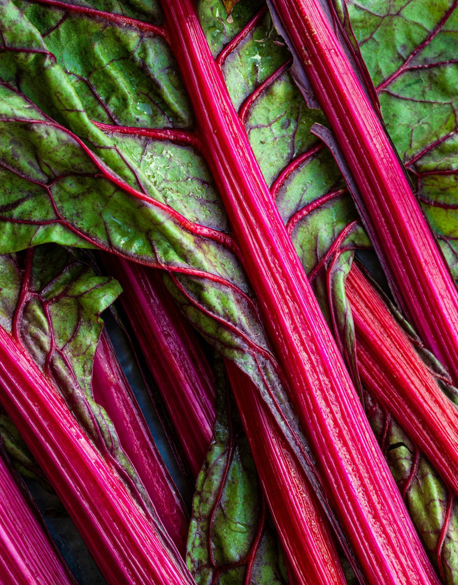 What You Need To Know About Forced Rhubarb